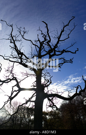 A dead oak tree (stag headed) and a live, healthy oak tree in the ...