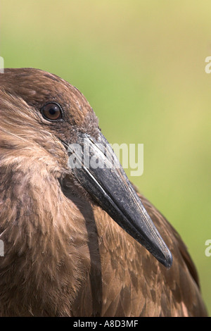 Hamerkop bird catching a fish Stock Photo - Alamy