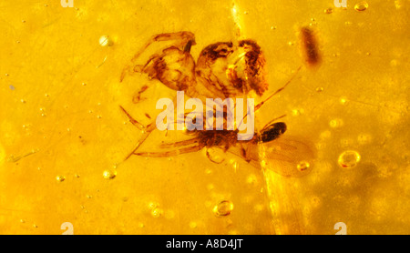Spider trapped in amber Stock Photo - Alamy