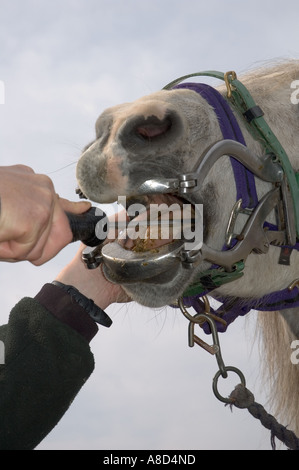 Equine Dentist rasping horses teeth Stock Photo - Alamy