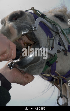 Equine Dentist rasping horses teeth Stock Photo - Alamy