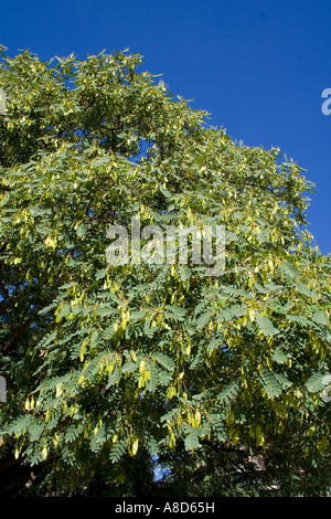 Tree Tipuana tipu, rose wood, showing leaves and winged seeds Stock ...