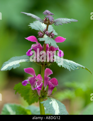 Spotted Dead Nettle or Pink Pewter, Lamium maculatum, Lamiaceae ...