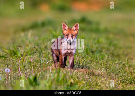 Red fox (Vulpes vulpes) standing on woodpile / pile of firewood at edge ...