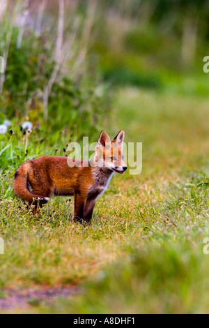Red Fox, vulpes vulpes, Cub standing at Den Entrance, Normandy Stock ...