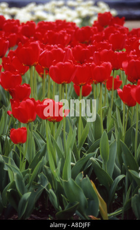 Tall red Tulips Tulipa, growing in straight lines in the ground, spring ...