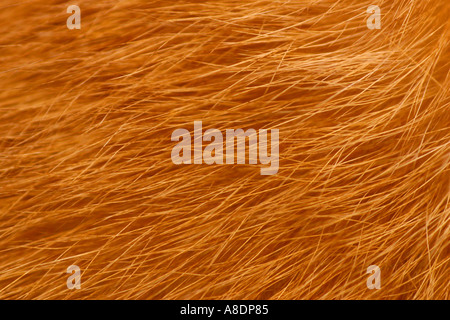 Brown Cat Fur Stock Photo - Alamy