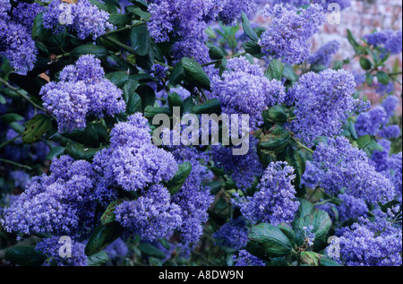 Ceanothus Ray Hartman Stock Photo - Alamy