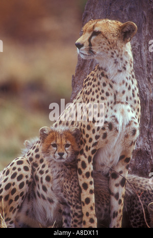 Cheetah mother (Acinonyx jubatus) and fluffy inquisitive young cub in ...