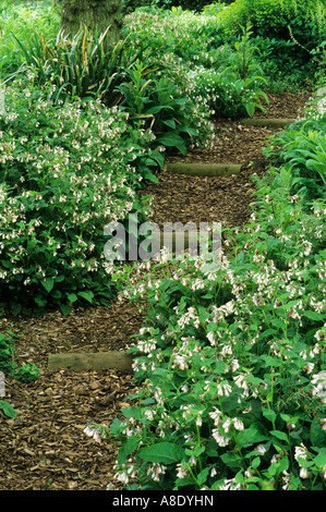 Woodland garden, bark, wood chip path, symphytum, pulmonaria, wooden ...