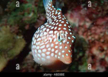 Hawaiian Whitespotted Toby (Canthigaster jactator). A tiny reef fish ...