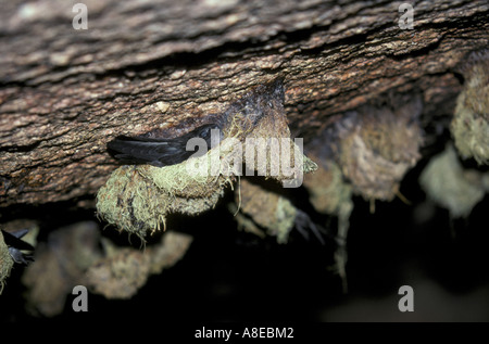 Swiftlet Cave Seychelles Collocalia francica elaphra At nest Stock ...