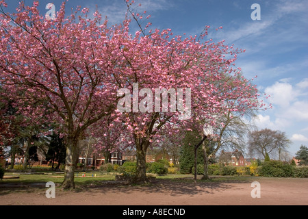 Cheshire Stockport Edgeley Alexandra Park trees in blossom Stock Photo ...