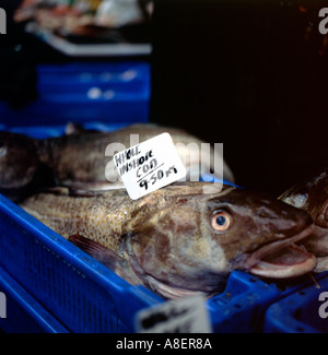 Fresh Cod fish for sale at Borough Market, London, England, United ...