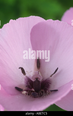 Calochortus splendens 'Violet Queen'. Cat's ears, Fairy lantern ...