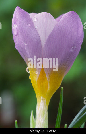 Crocus sieberi 'Firefly' Stock Photo - Alamy