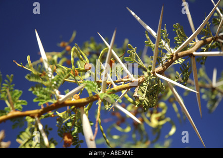 Acacia tree has spikes as a method to stop it from being eaten by ...