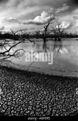 Dead gum trees on the dried up banks of the Murray River, New South ...