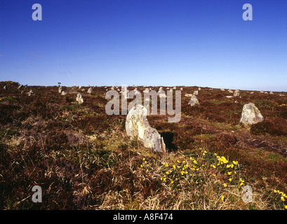 dh HILL O MANY STANES CAITHNESS SCOTLAND Stone rows on hillside ...