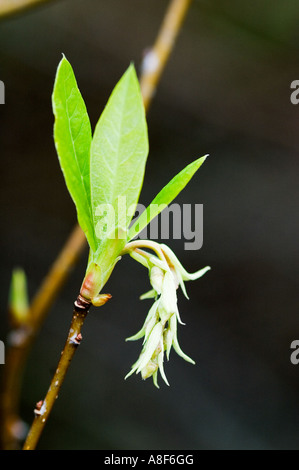 Oemleria cerasiformis flowers early spring syn Osoberry Indian Plum ...