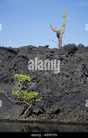 Volcanic coastline at Punta Moreno Stock Photo - Alamy