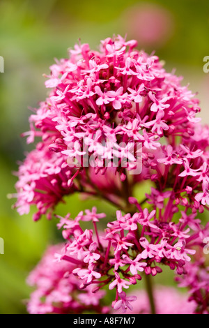 Red valerian Centranthus ruber grows on rock Stock Photo - Alamy