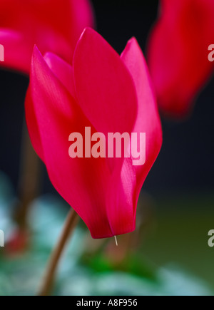 Red Mini Cyclamen Flower Mirabelle Close-up in side view against a dark ...