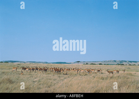 Male Impala with a large harem of females Masai Mara National Reserve ...