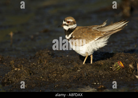 Killdeer (Charadrius vociferus) Arthur R Marshall National Wildlife ...