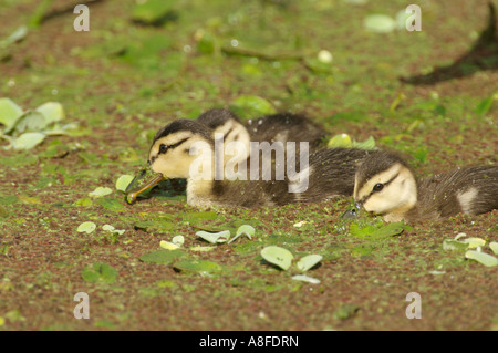 Mottled Duck ducklings (Anas fulvigula) Green Cay Nature Area Delray ...