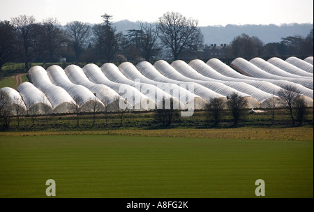 Polytunnels on a fruit farm in Perthshire Scotland Stock Photo - Alamy