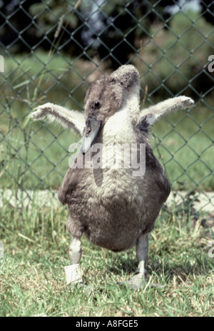 young swan showing off his wings at Bushy Park Surrey. When on public ...