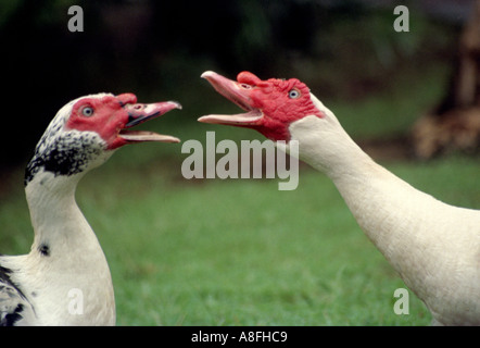A PAIR OF WHITE GEESE KISSING BAPN 465 Stock Photo - Alamy