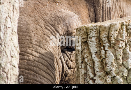 Elephant hiding behind a tree in the Kruger National Park, South Africa ...