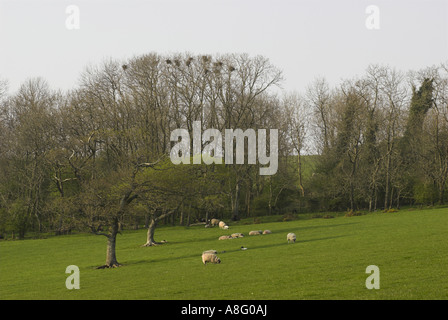 A view of the Roman Road of Stane Street running through Eartham Wood ...
