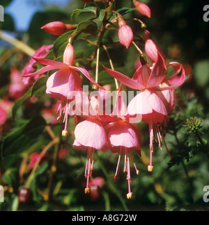Fuchsia 'Beacon Rosa' Stock Photo - Alamy
