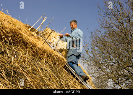 Thatcher twisting spar for new straw thatch on roof Stock Photo - Alamy