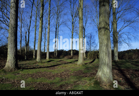 Poplar Trees At Beccles Common in Suffolk Uk Stock Photo - Alamy