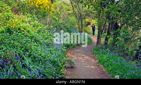 Garden Path with bluebells, The Welsh Wildlife Center, Cilgerran ...