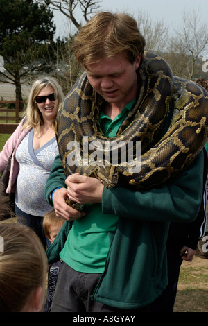 Burmese Python wrapped around a keepers neck Stock Photo - Alamy