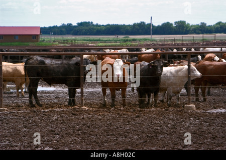 Cattle on Feedlot Lyons Kansas Stock Photo - Alamy