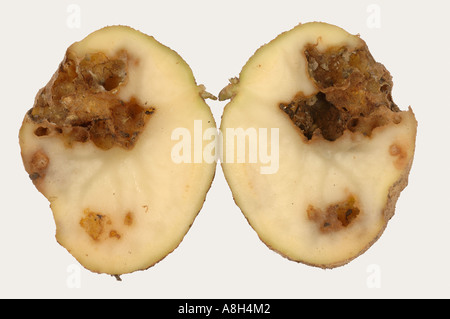Damage to potato crop caused by potato tuber moth (Phthorimaea ...