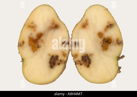 Damage to potato crop caused by potato tuber moth (Phthorimaea ...