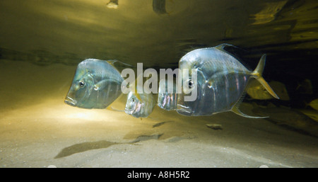 Lookdown Fish, Selene vomer, Carangidae, aka Moonfish, Bluntnose or ...