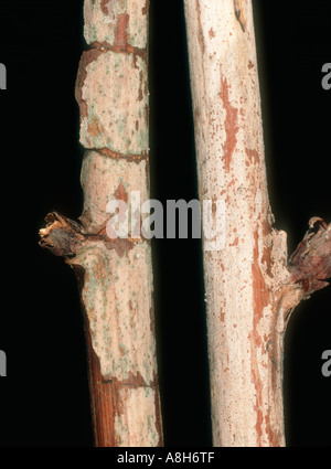 Raspberry spur blight Didymella applanata purple blotches on raspberry ...