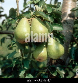 Pear 'Doyenne du Comice', Pyrus communis, named variety growing on tree ...