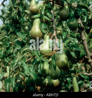Pears ripening on pear tree early autumn, 2022. October Stock Photo - Alamy