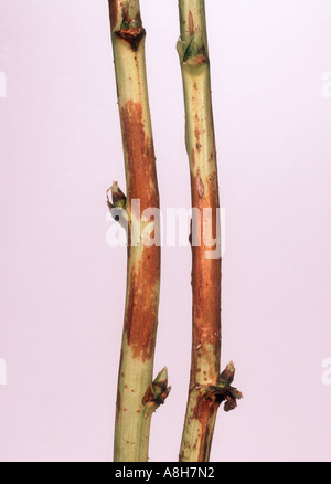 Spur blight Didymella applanata infection on a raspberry cane Stock ...