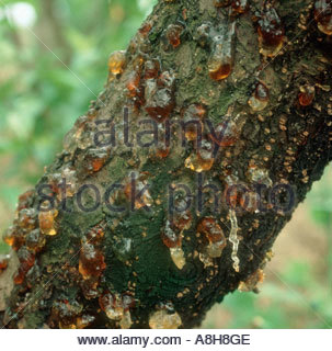 Bacterial canker (Pseudomonas syringae) gummosis exudation on apricot ...