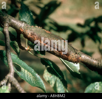 cherry tree disease. fruit tree disease. bacterial or virus disease ...